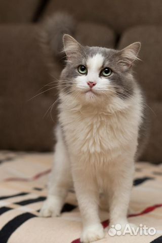 Кот Тимофей