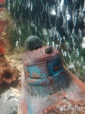 Мальки Анциструсов