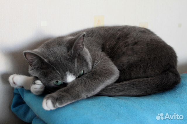 Кошечка необычной красоты Селена ищет дом