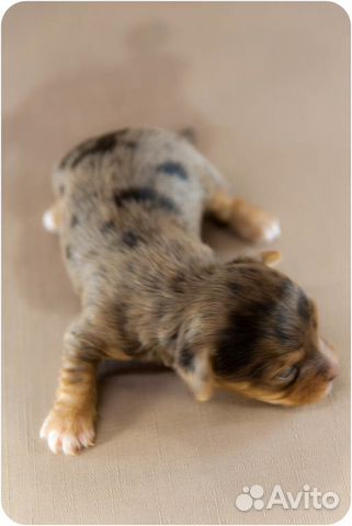 Шоко мерле мальчики