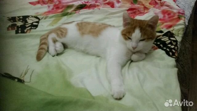 Рыжий котенок в дар мальчик 3.5 мес