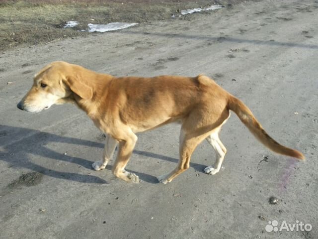 Охотничья собака