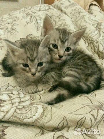 Котята
