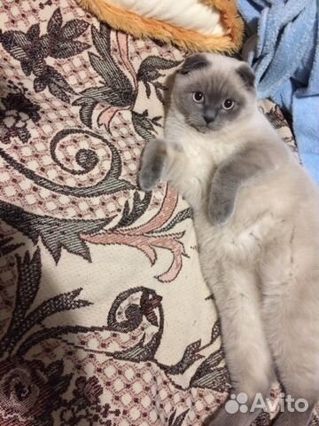 Кот Шотландская вислоухая