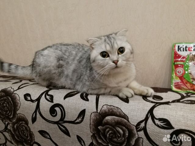 Шотландская