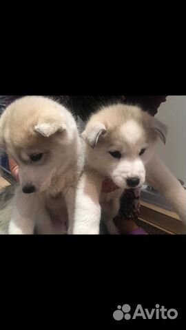 Щенки хаски