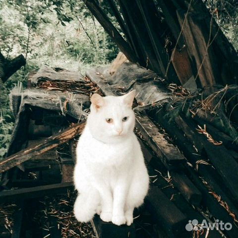 Кот белый, глаза разноцветные