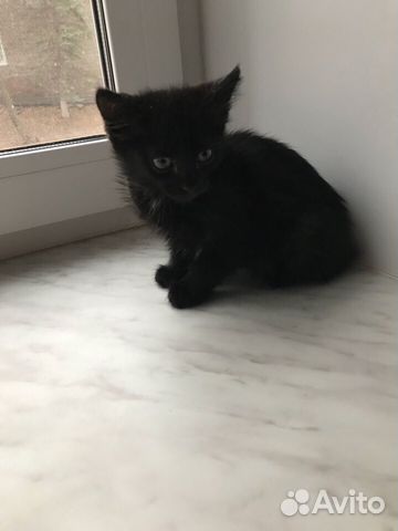Котёнок.Приученный к лотку