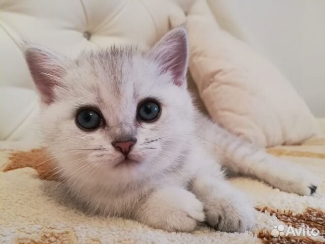 Кот Матроскин)