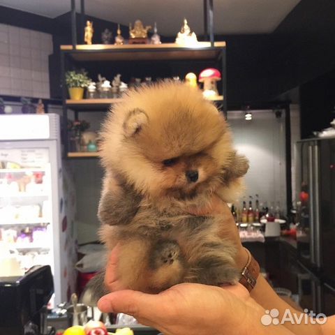 Мини шпицы померанские очень маленькие