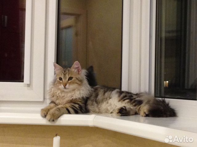 С грустью отдам сибирского кота (паспорт+прививки)