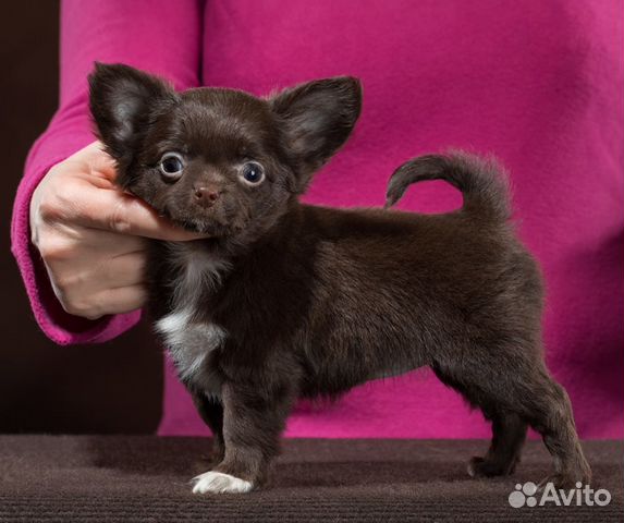 Для любви и обожания шоколадная малышка