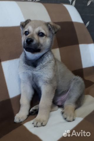 Щенок Гром на охрану частного дома и для души