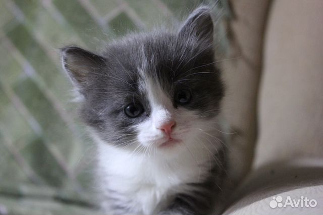 Пушистый серый котеночек ищет хозяина или хозяйку