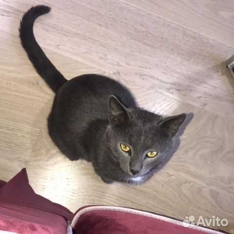 Котик ищет дом