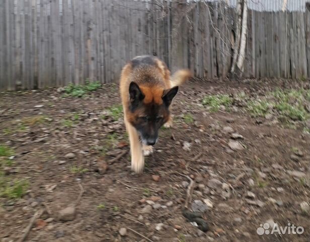 Отдадим немецкую овчарку
