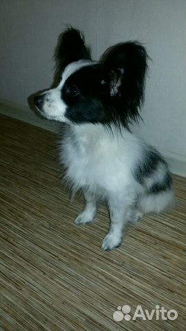 Папийон кобель