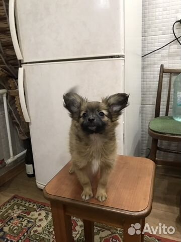 Малыши чихуахуа