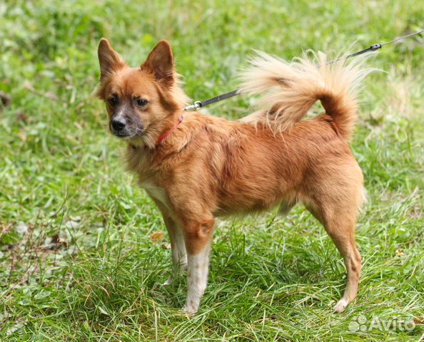 Небольшой рыжий пёсик Руди в дар