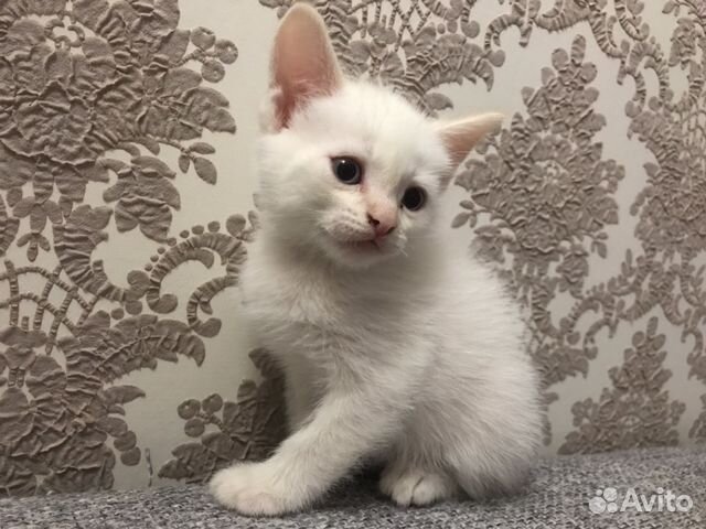 Голубоглазый белый котёнок ищет хозяев