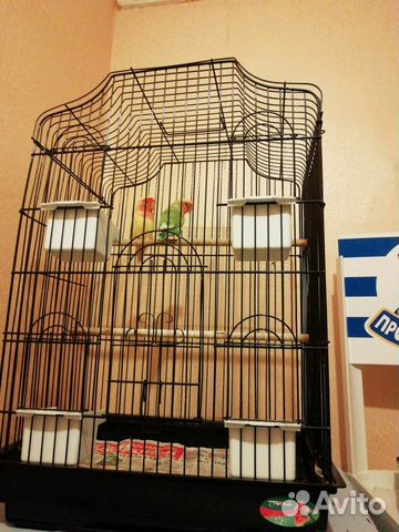 Пару папугаев неразлучники