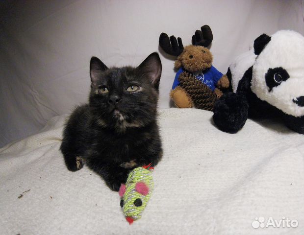 Котенок полубританец