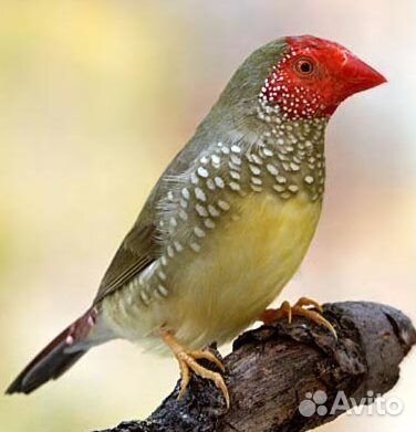 Тростниковые астрильды