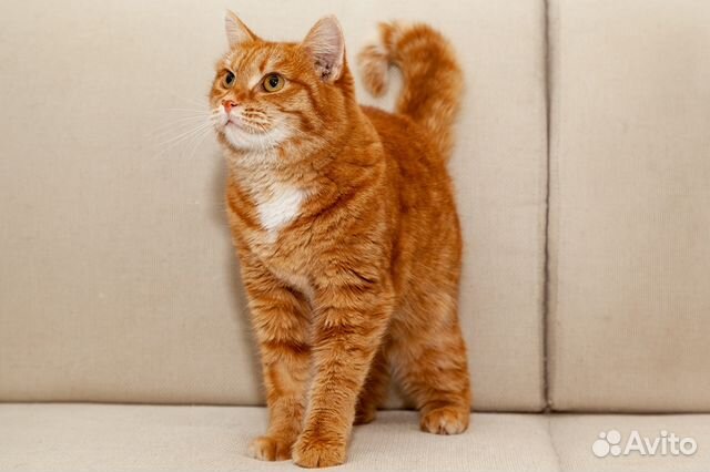 Кошка Лайми ищет дом