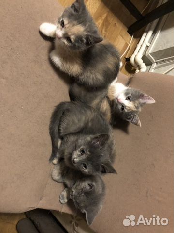 Котята британской с трехцветным беспородным