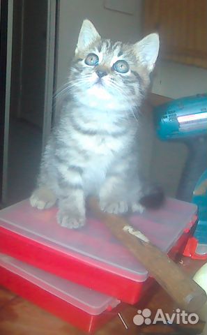 Девочка скотиш страйт цвет тэбби