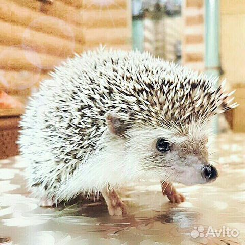 Африканский карликовый еж с клеткой, колесом и пр