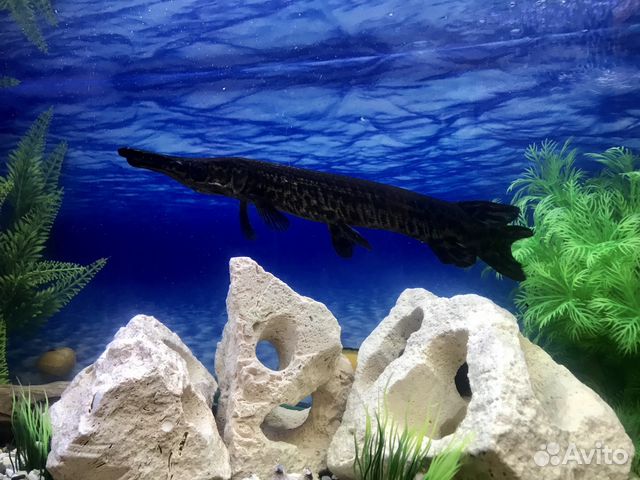 Щука панцирная