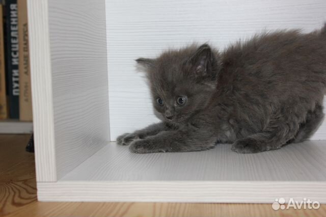 Замечательный сибирский котенок