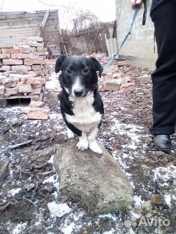 Ищет дом очаровательная мелкая собачка Беттси