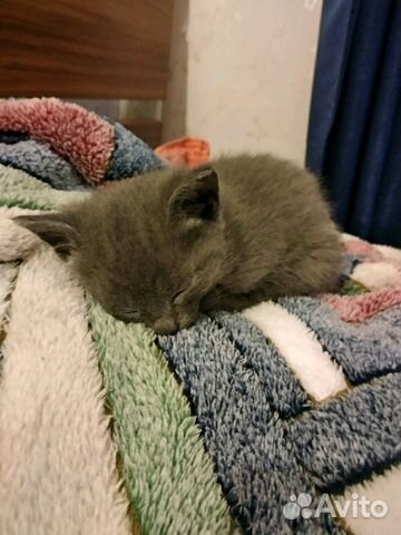 Котенок русской голубой