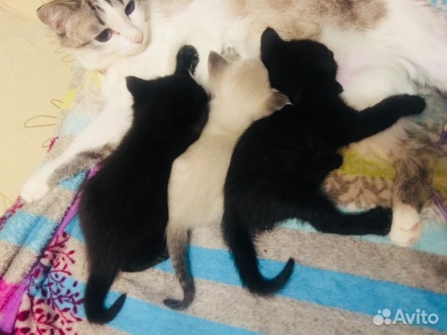 Котёнок чёрный мальчик