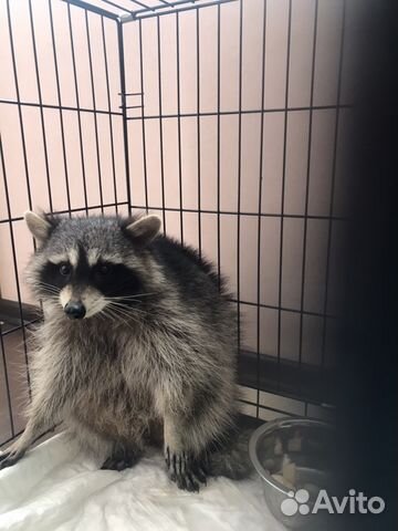 Енот Феррари (ферри)