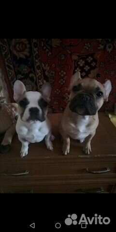 Два брата акробата