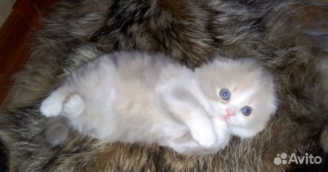 Новогодние пушистики