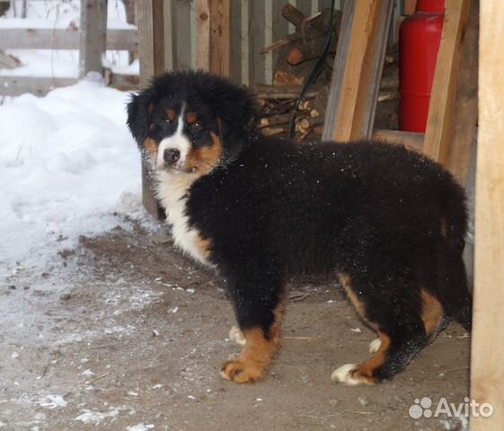 Девочка под елочку
