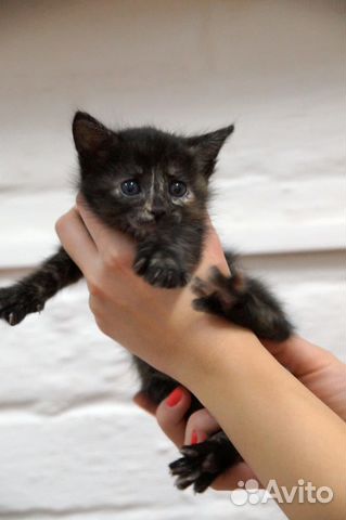 Кошечка в добрые руки