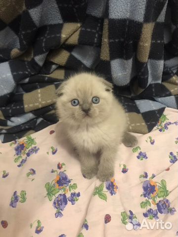 Шотландские котята