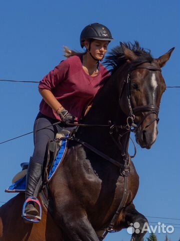 Продаётся перспективный жеребец в конкур