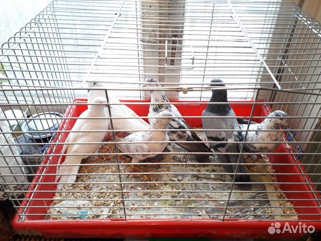 Голуби Пакистанцы