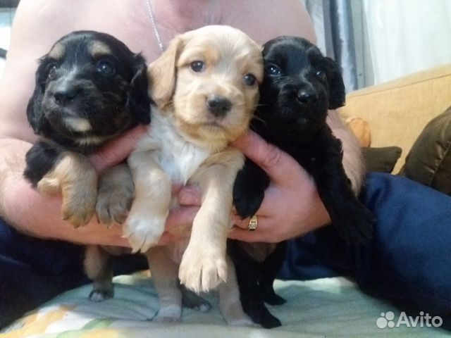 Щенки английского кокер-спаниеля