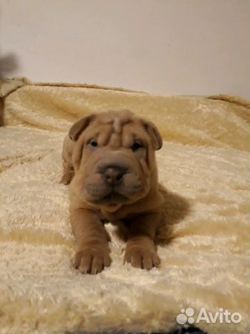 Изабелловая девочка