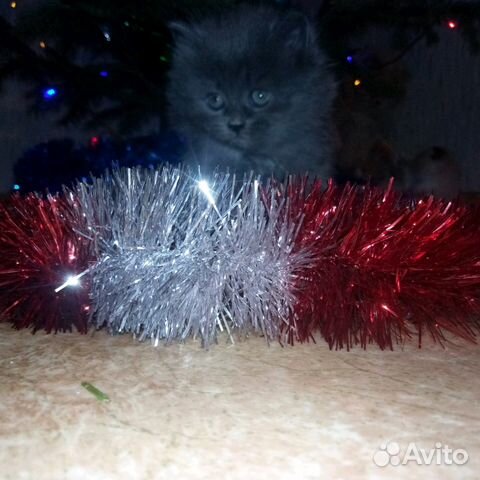Котята британцы