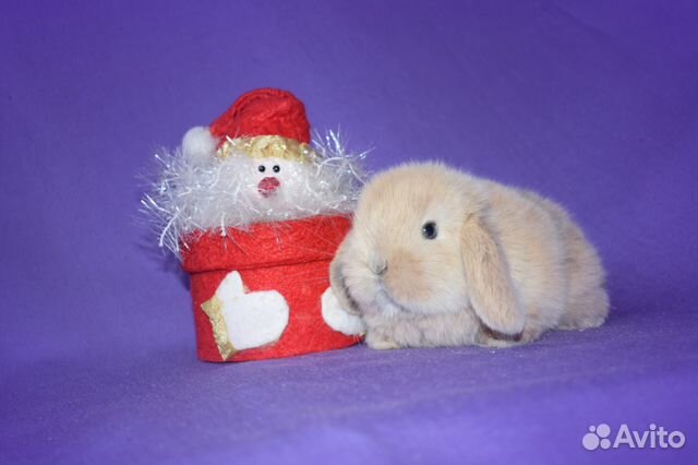 Декоративный вислоухий кролик. Питомник. Доставка