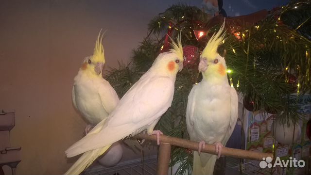 Продам птенцов попугая Корелла