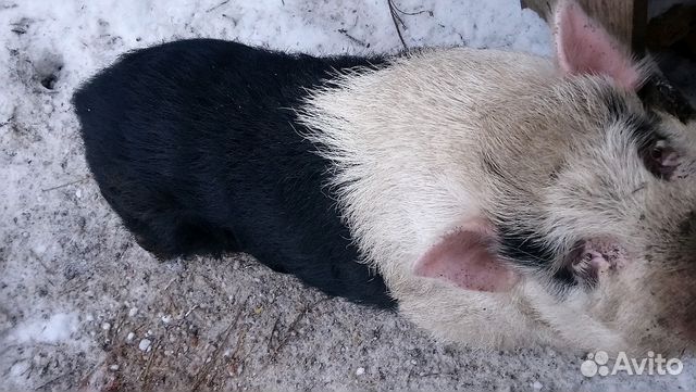 Кабан вислобрюхий (вьетнамский)